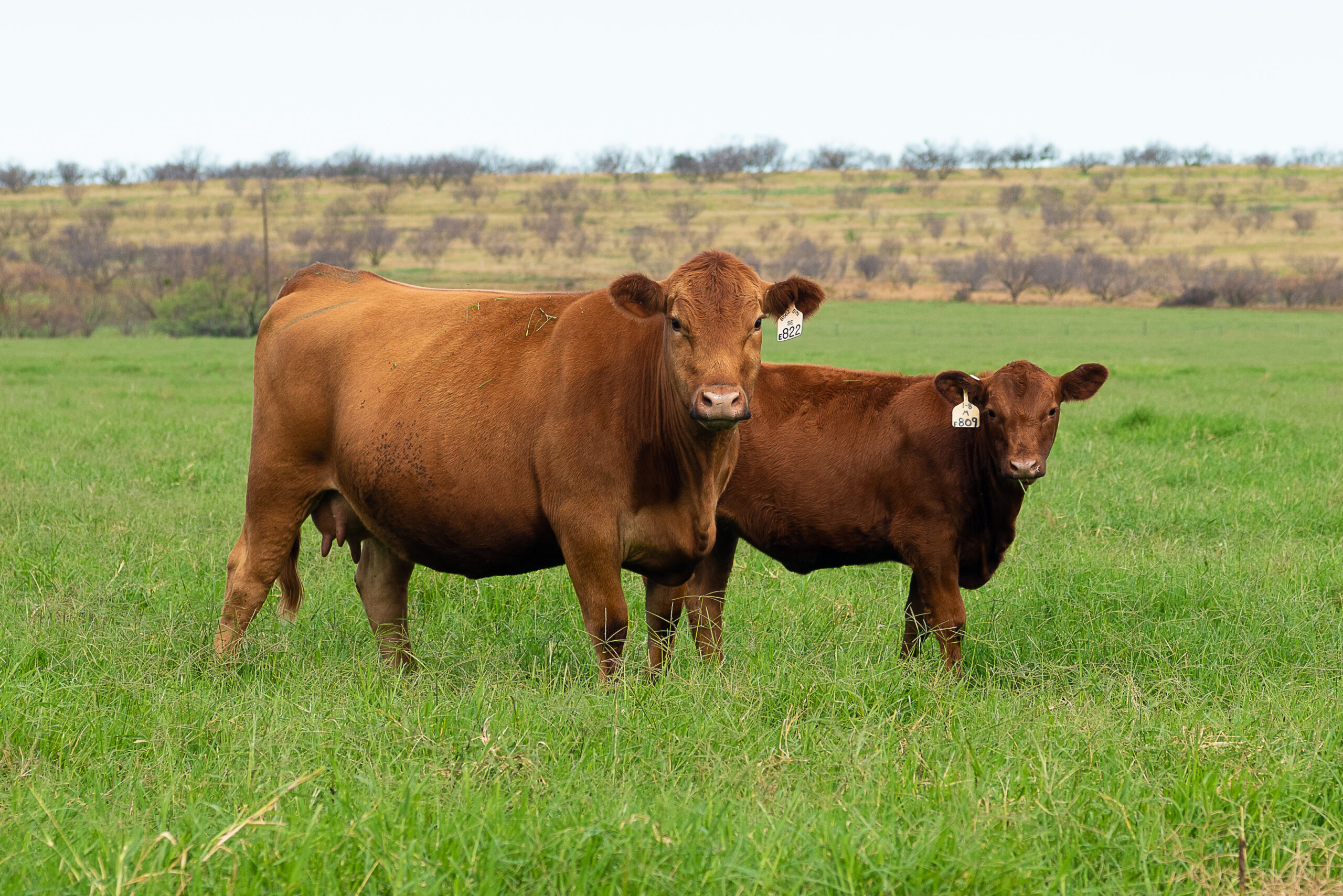 Pasture Management Tips | Livestock Nutrition Center