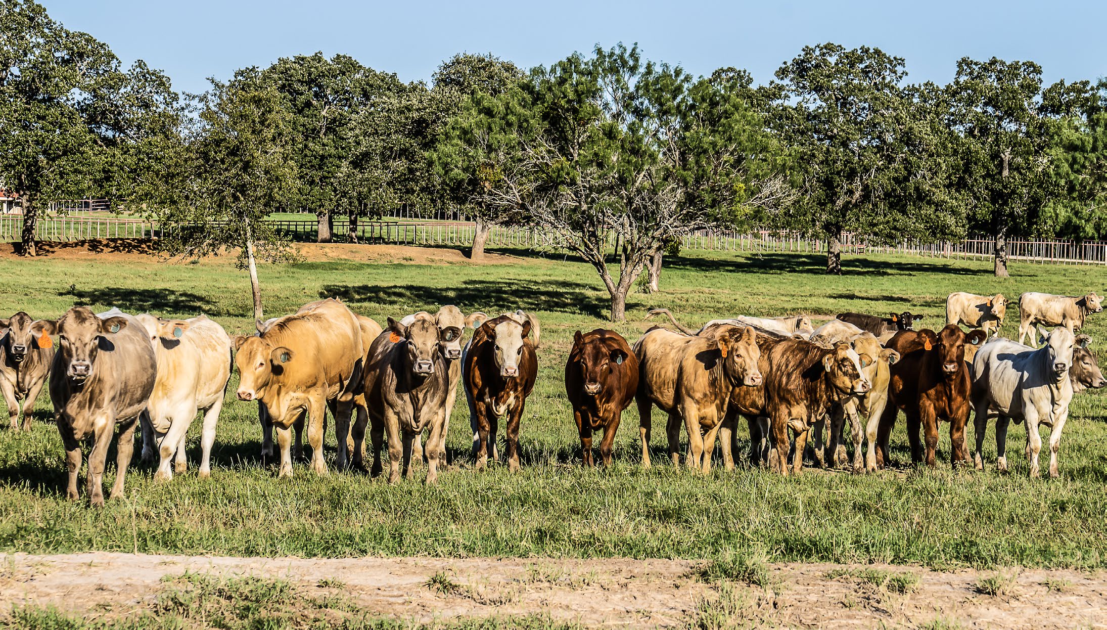 Considerations for Commingling Cattle: Looking Beyond the Averages ...